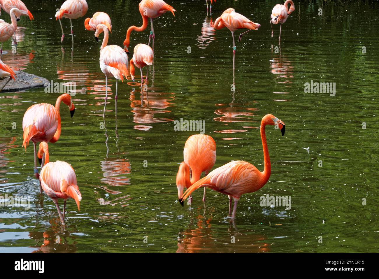ZOO Praha - Trója Stock Photo - Alamy