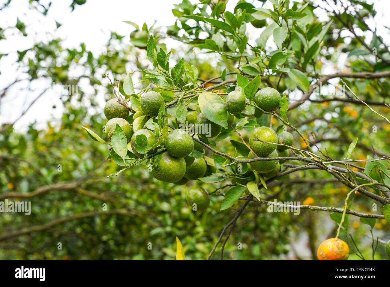 Oranges on the Tree ready for Harvests. Navel orange, Citrus sinensis ...