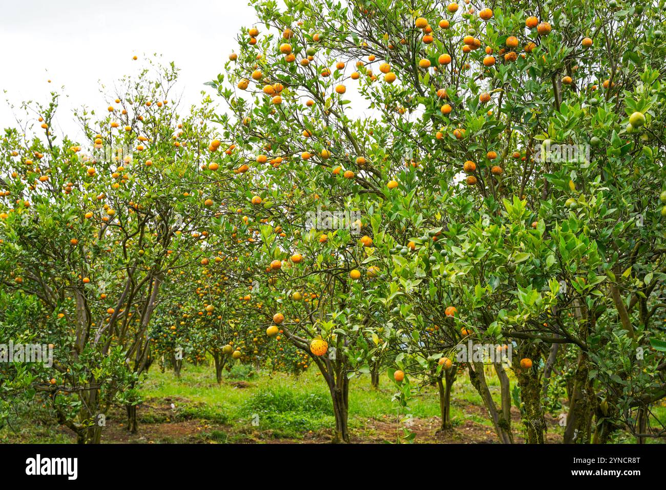 Oranges on the Tree ready for Harvests. Navel orange, Citrus sinensis ...