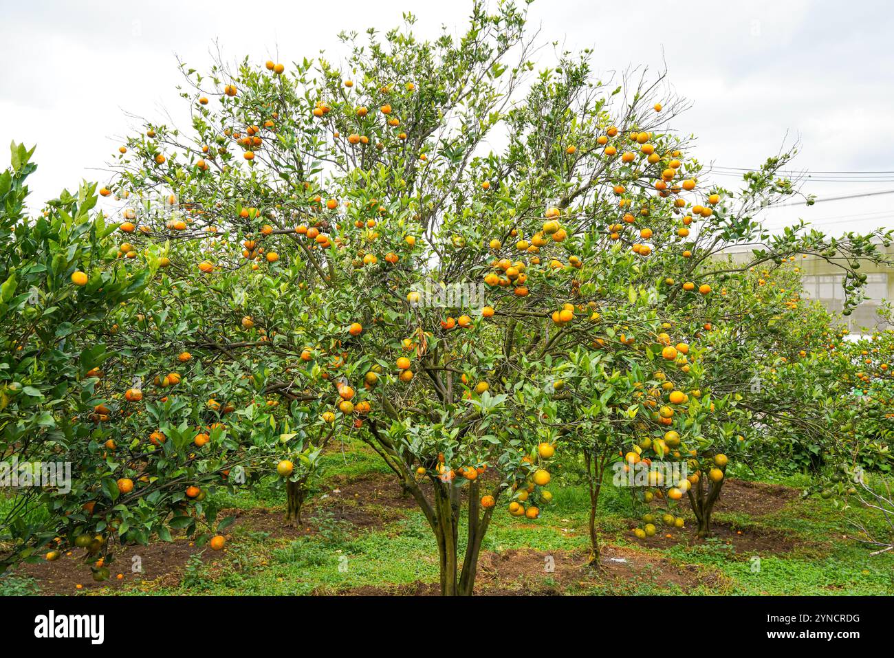 Oranges on the Tree ready for Harvests. Navel orange, Citrus sinensis ...
