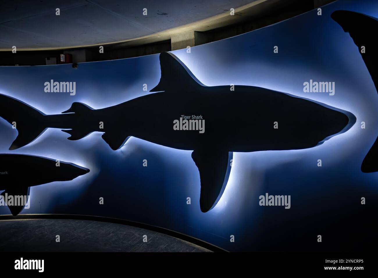 National Aquarium Tiger Shark Silhouette Baltimore // BALTIMORE ...