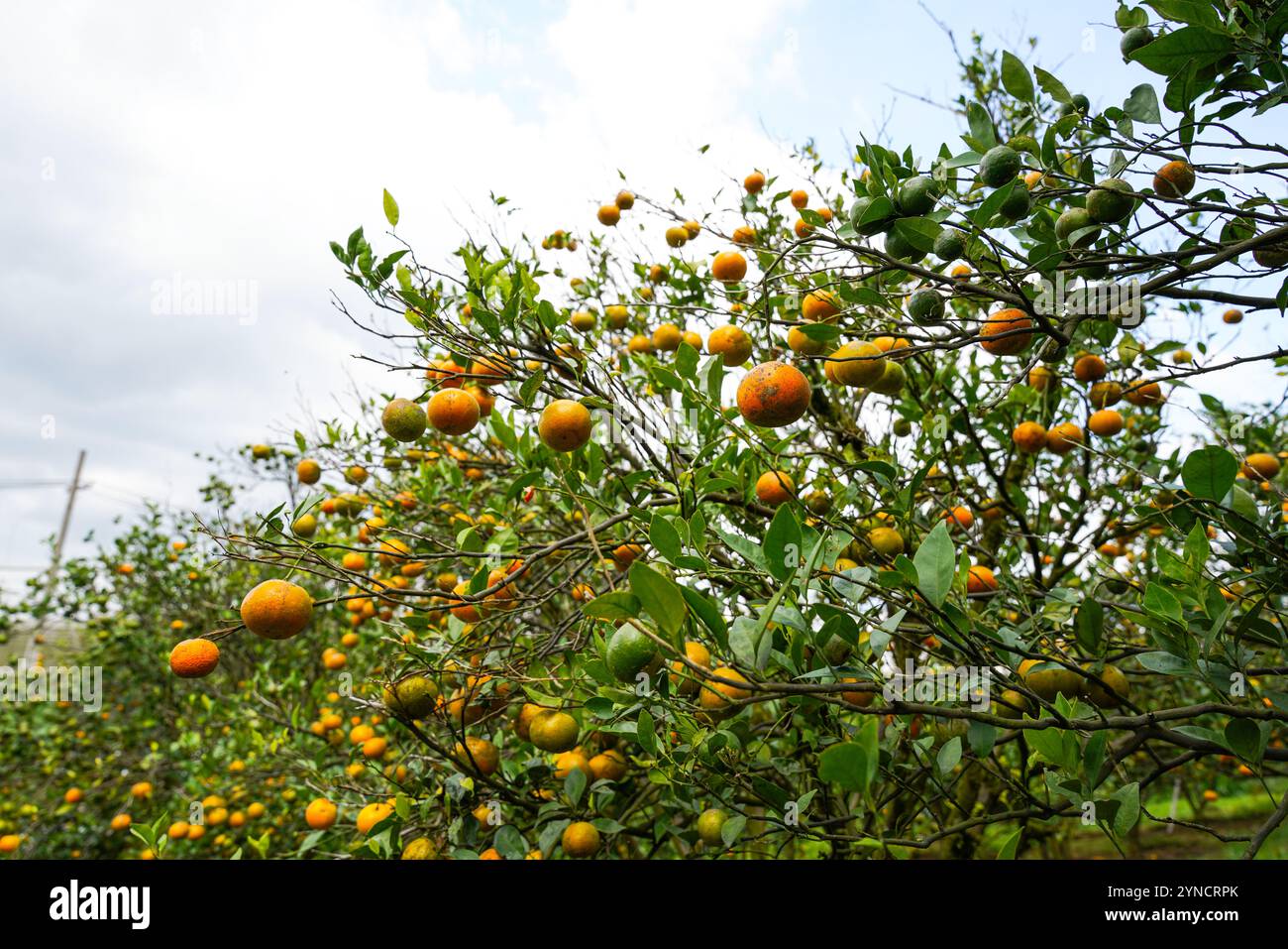 Limau madu hi-res stock photography and images - Alamy