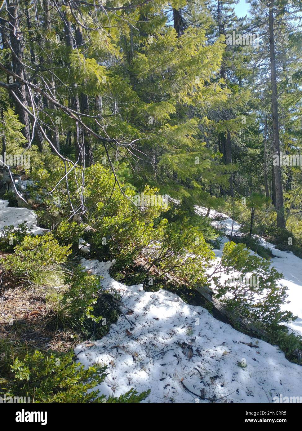 huckleberry oak (Quercus vacciniifolia Stock Photo - Alamy