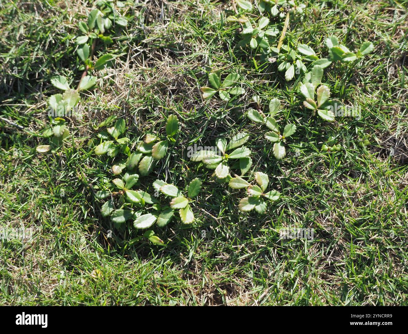 turkey tangle frogfruit (Phyla nodiflora Stock Photo - Alamy