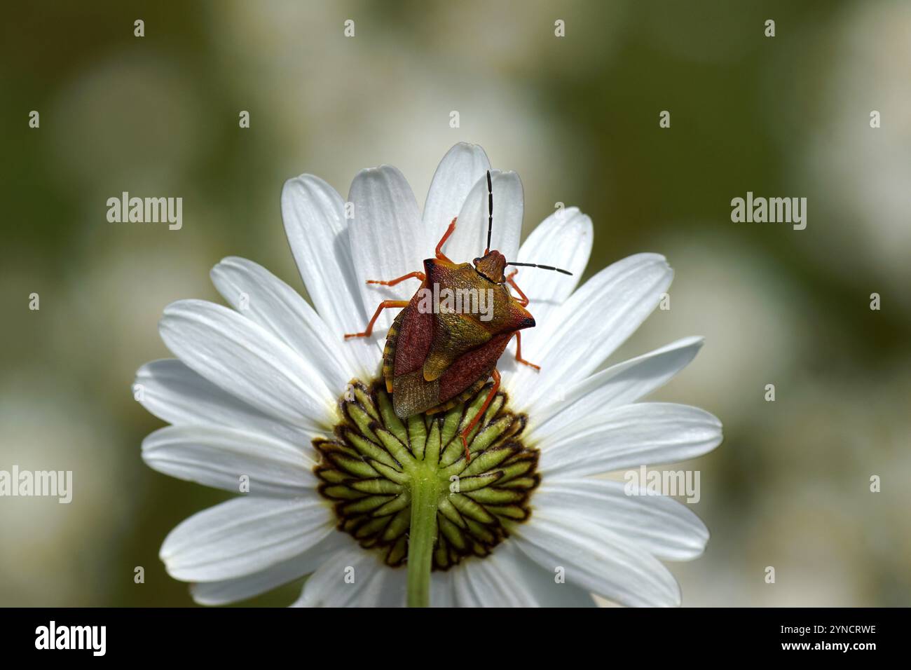 Close up shield bug named Carpocoris, family Pentatomidae on underside ...