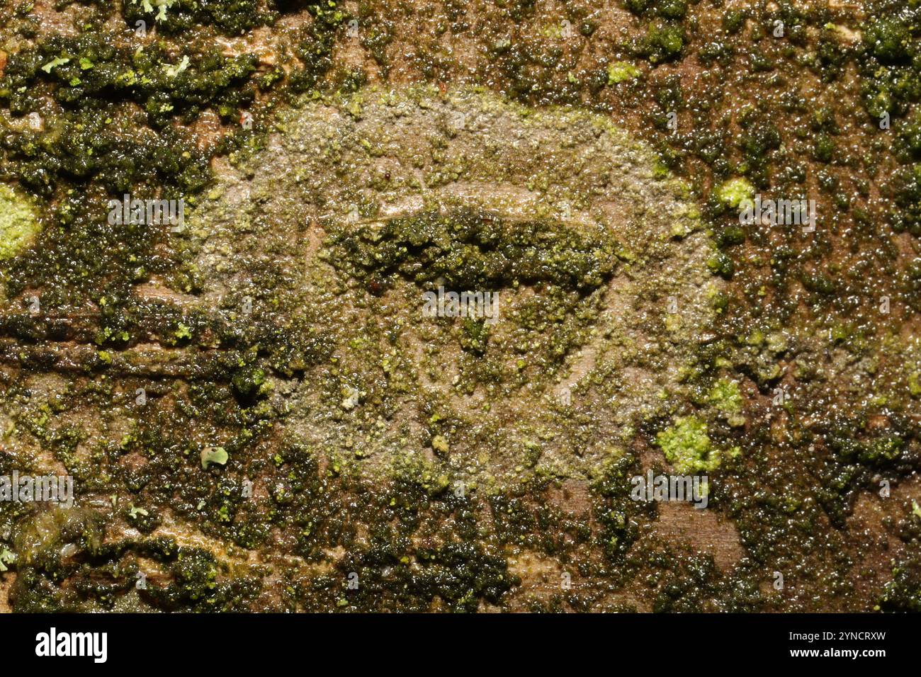 Sunken disk lichen hi-res stock photography and images - Alamy