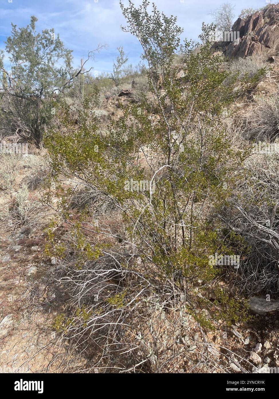 Creosote Bush (Larrea tridentata Stock Photo - Alamy