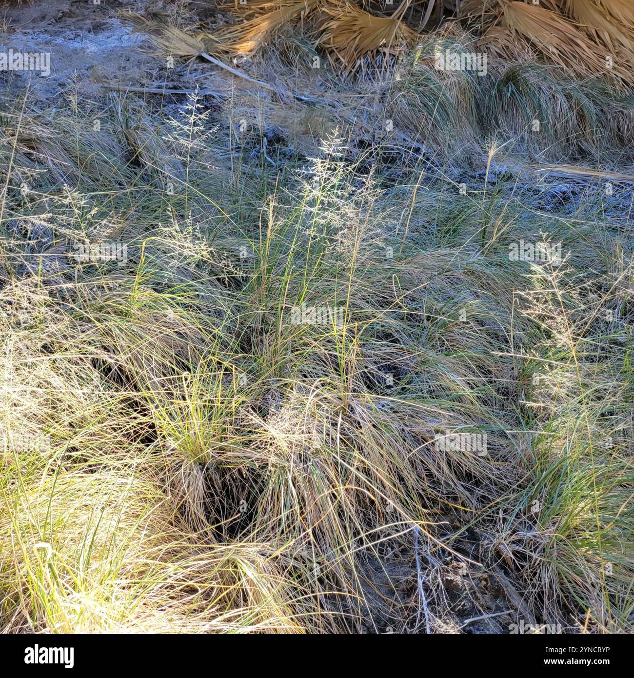 Alkali Sacaton (Sporobolus airoides Stock Photo - Alamy