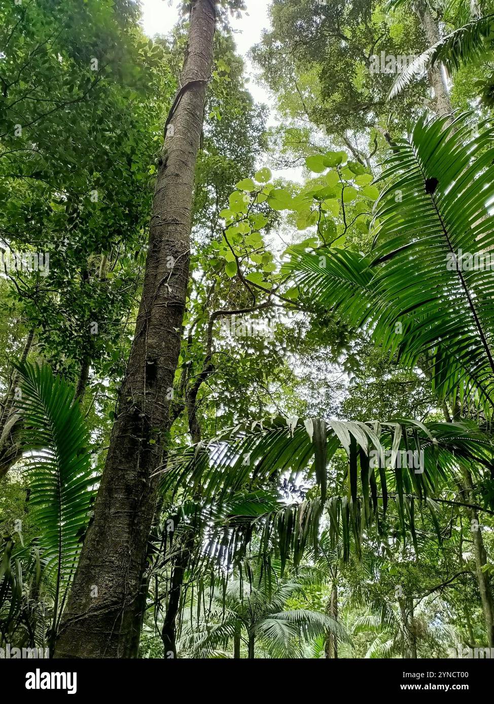 Giant Stinging Tree (Dendrocnide excelsa Stock Photo - Alamy