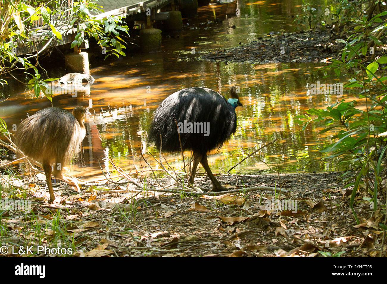 Southern Cassowary (Casuarius casuarius Stock Photo - Alamy