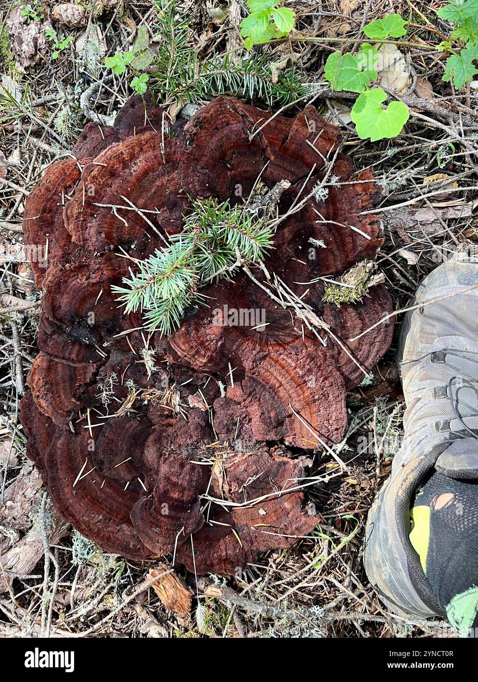Dyer's Polypore (Phaeolus schweinitzii Stock Photo - Alamy