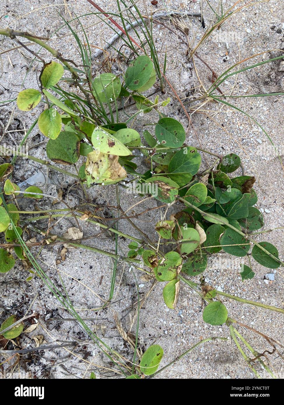 Canavalia rosea beach bean hi-res stock photography and images - Alamy