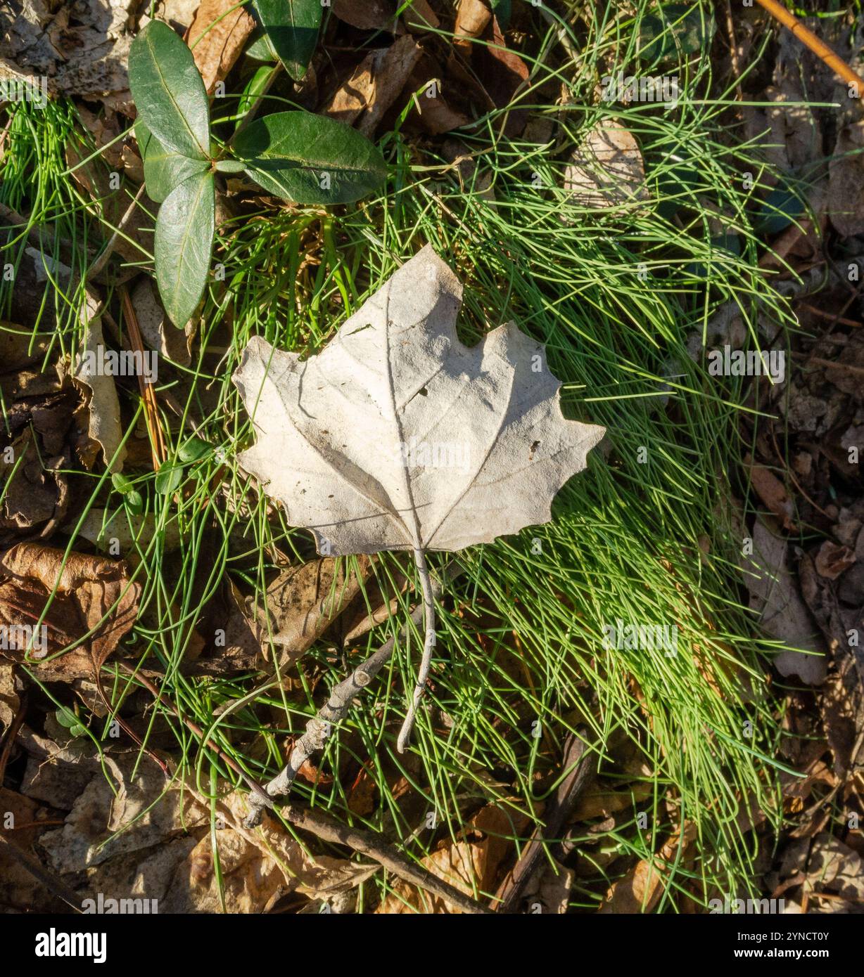 white poplar (Populus alba Stock Photo - Alamy