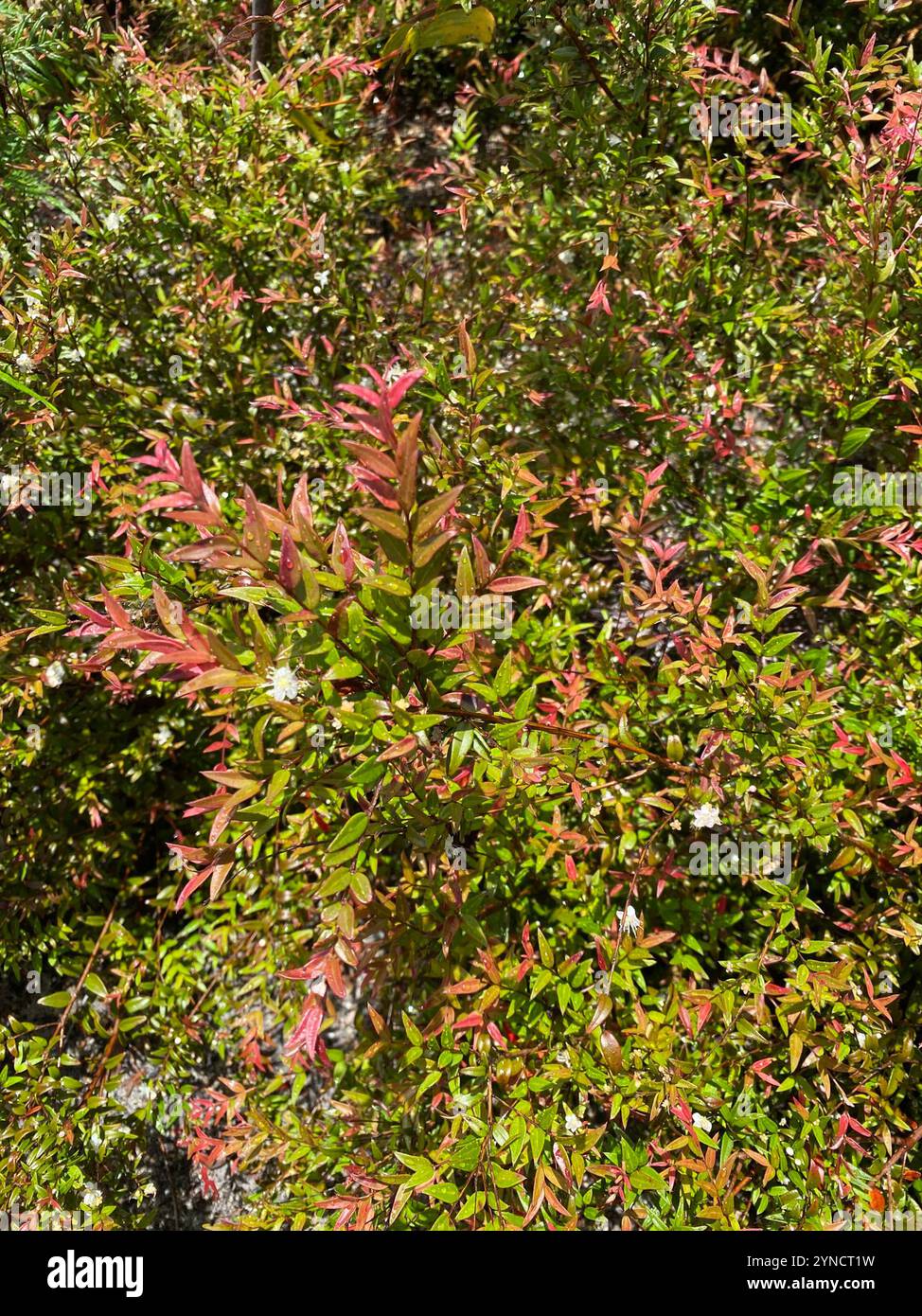 Austromyrtus hi-res stock photography and images - Alamy