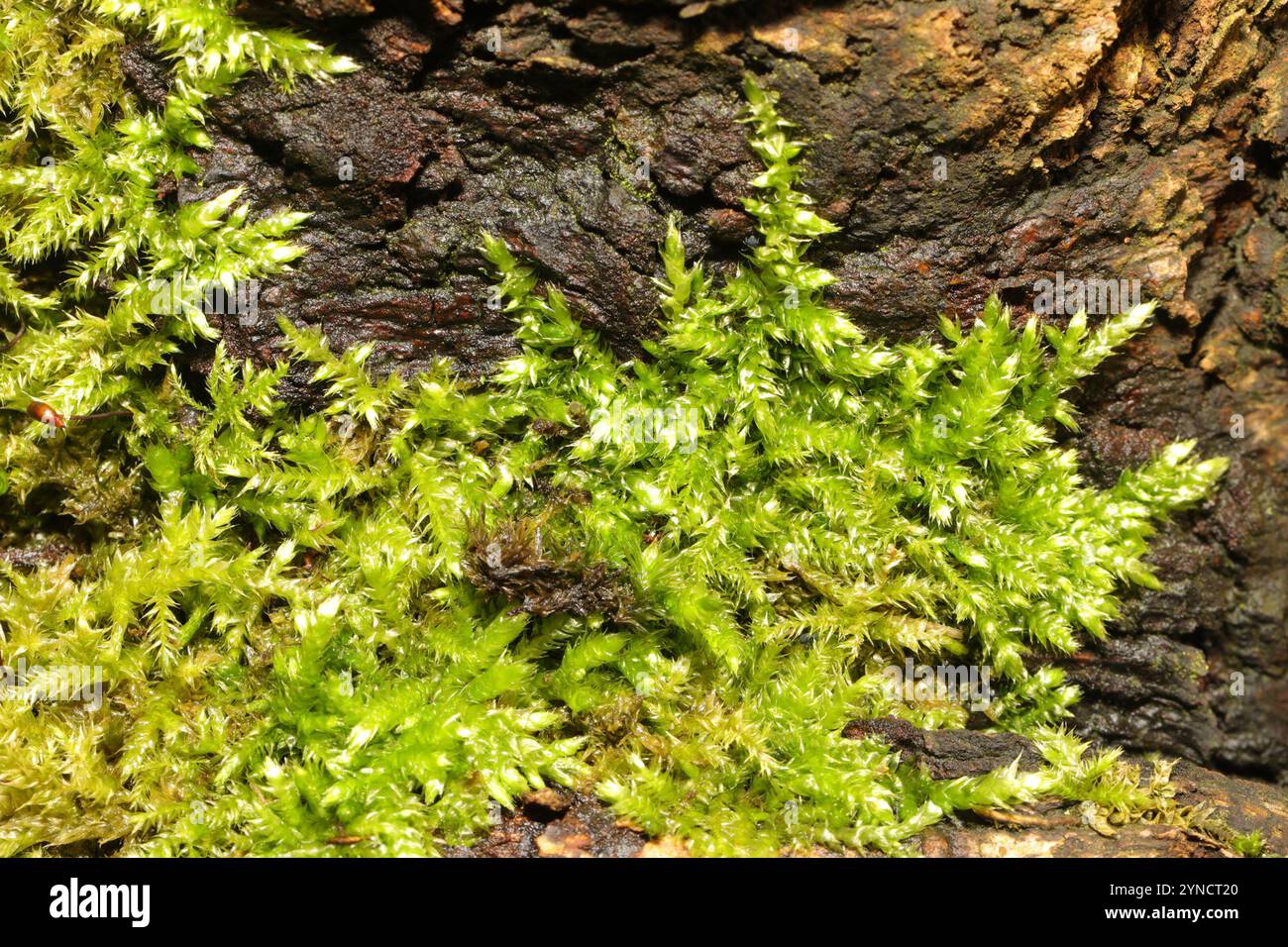 Rough-stalked Feather-moss (Brachythecium rutabulum Stock Photo - Alamy