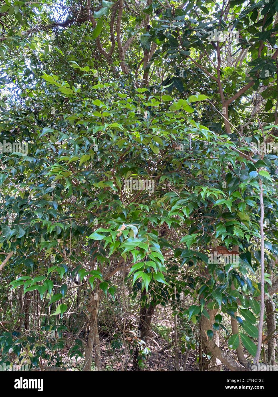 Small-leaved Lilly Pilly (Syzygium luehmannii Stock Photo - Alamy