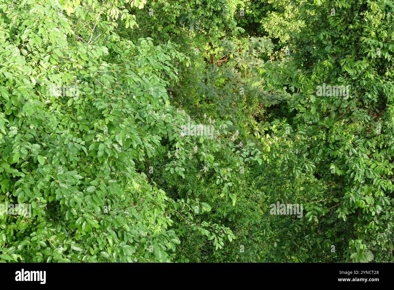 Griffonia simplicifolia hi-res stock photography and images - Alamy
