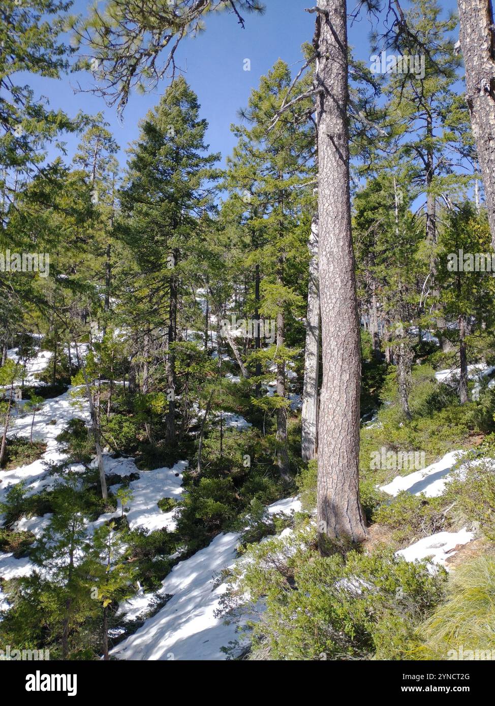 Jeffrey pine (Pinus jeffreyi Stock Photo - Alamy