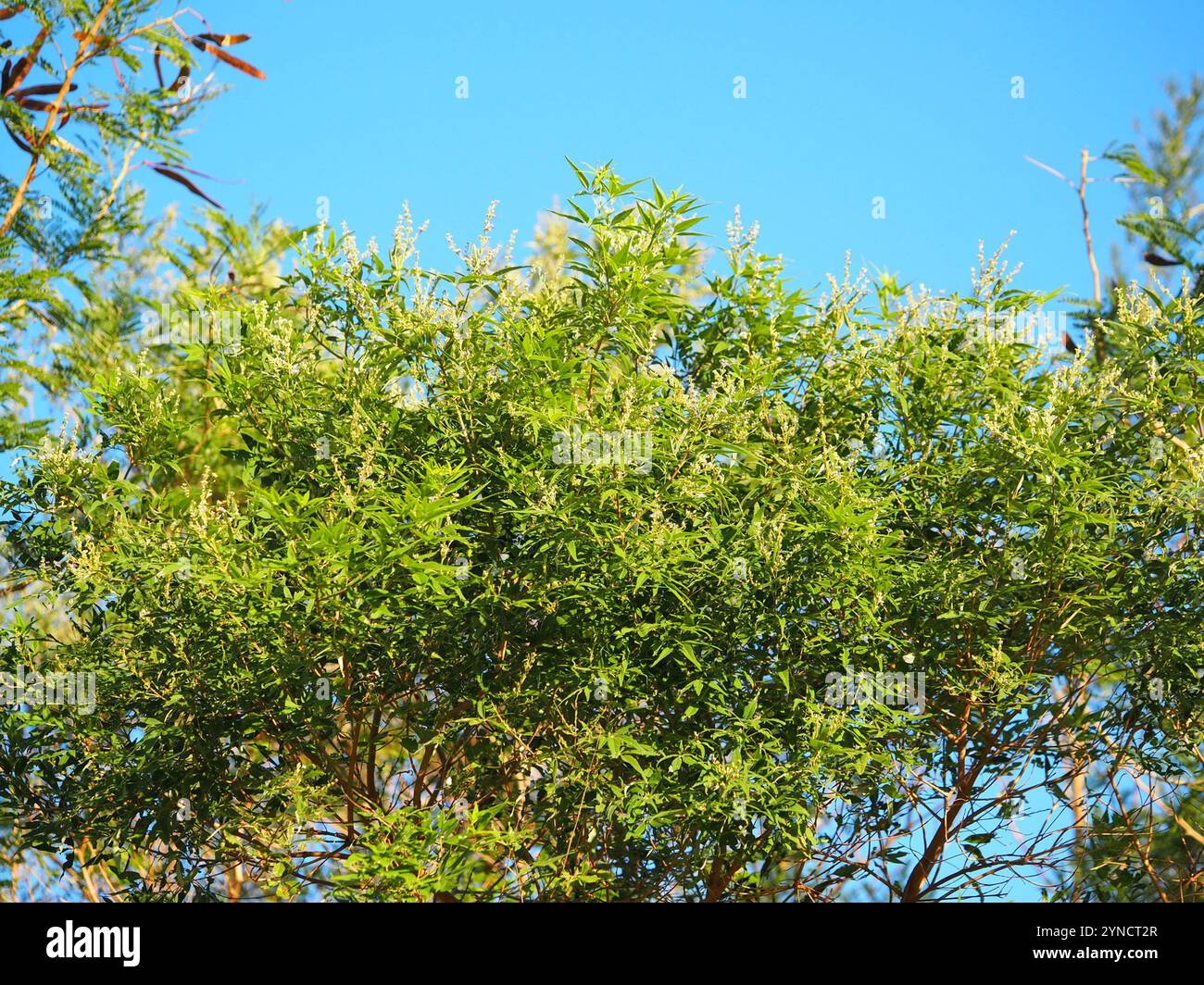 Five-leaved chaste tree (Vitex negundo Stock Photo - Alamy