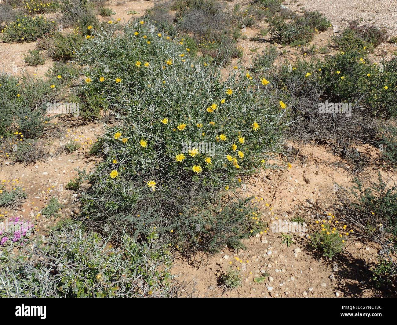 Grey African Thistle (Berkheya fruticosa Stock Photo - Alamy