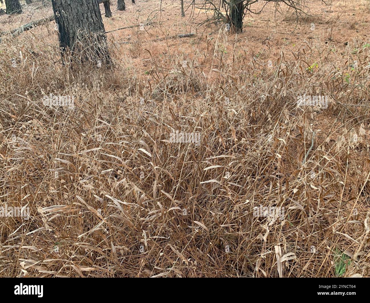 inland wood oats (Chasmanthium latifolium Stock Photo - Alamy