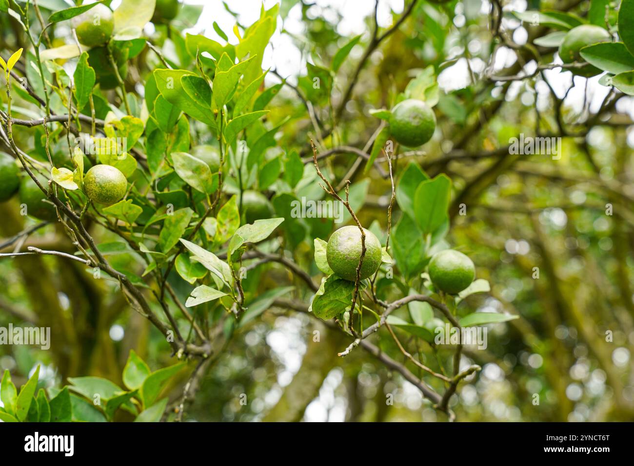 Oranges on the Tree ready for Harvests. Navel orange, Citrus sinensis ...