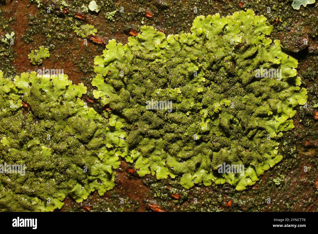 Mealy Shadow Lichen (Phaeophyscia orbicularis Stock Photo - Alamy