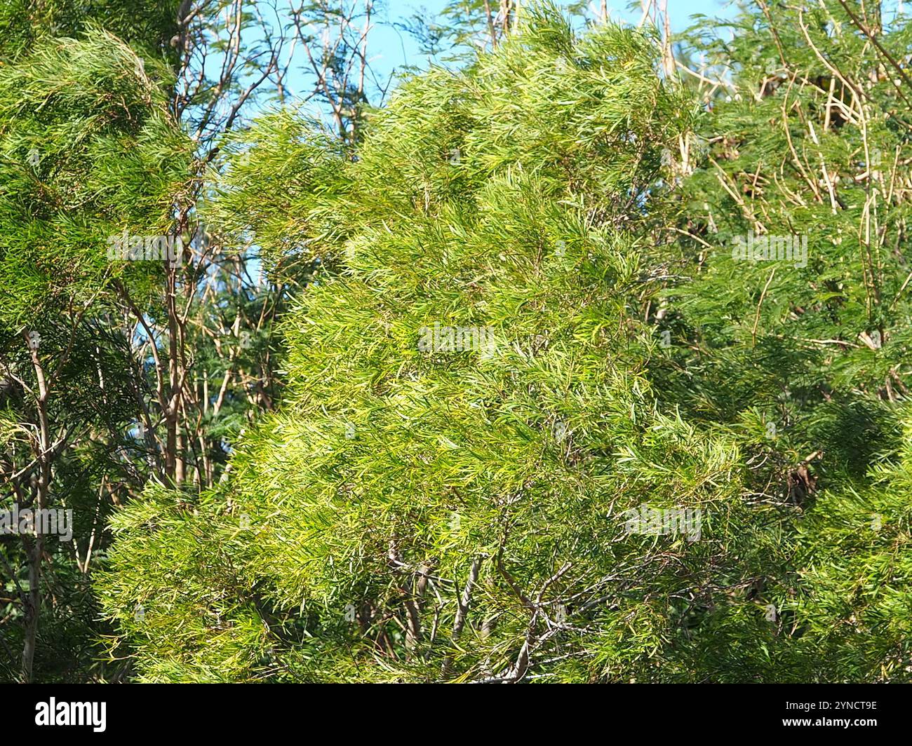 Taiwan Acacia (Acacia confusa Stock Photo - Alamy