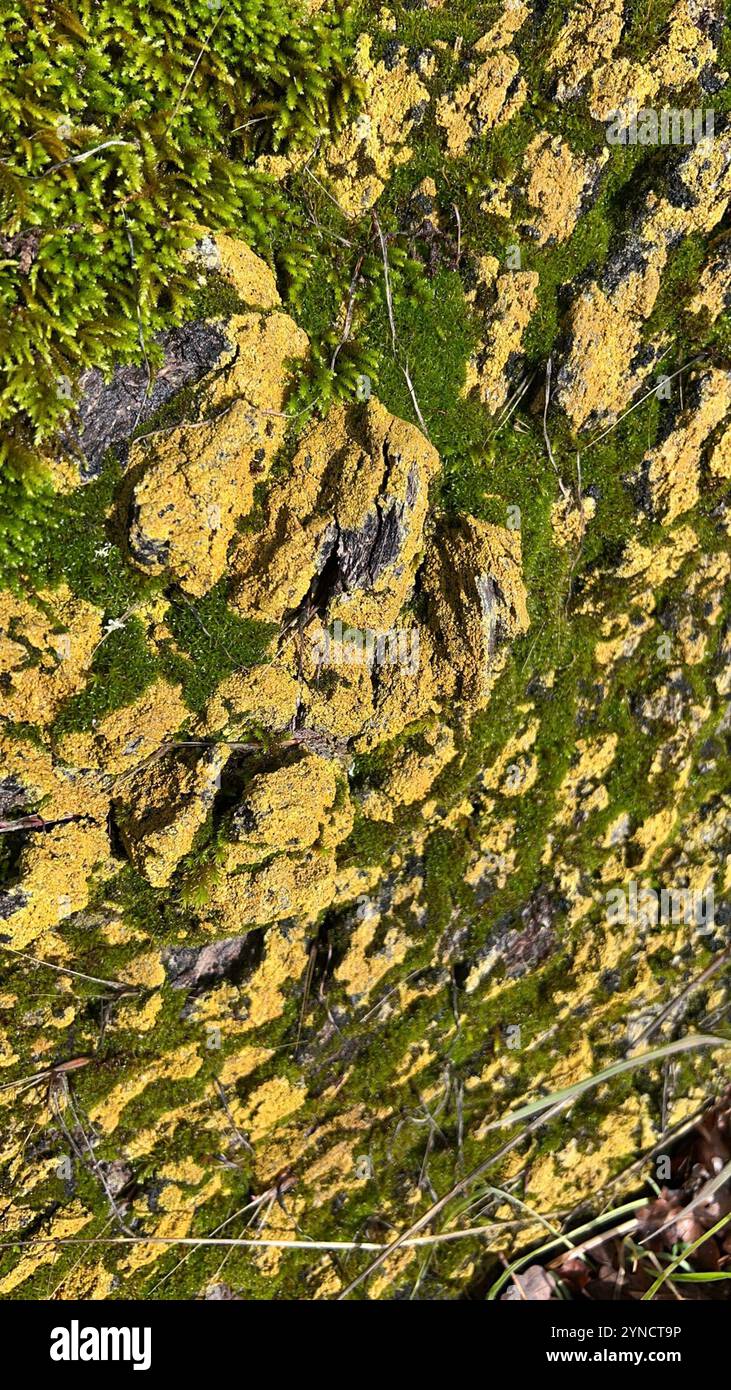 gold dust lichen (Chrysothrix candelaris Stock Photo - Alamy
