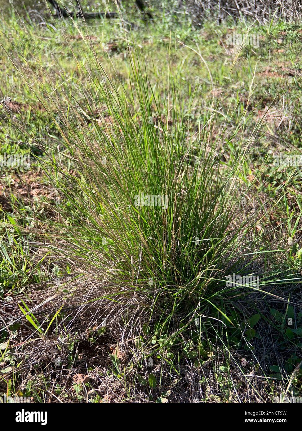 purple needlegrass (Nassella pulchra Stock Photo - Alamy