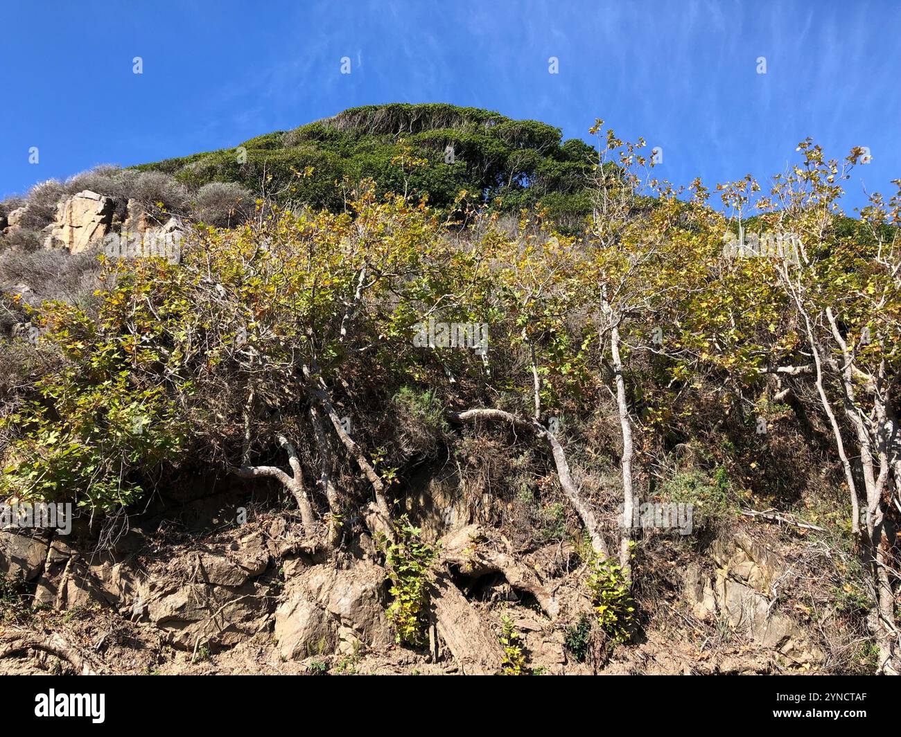 western sycamore (Platanus racemosa Stock Photo - Alamy