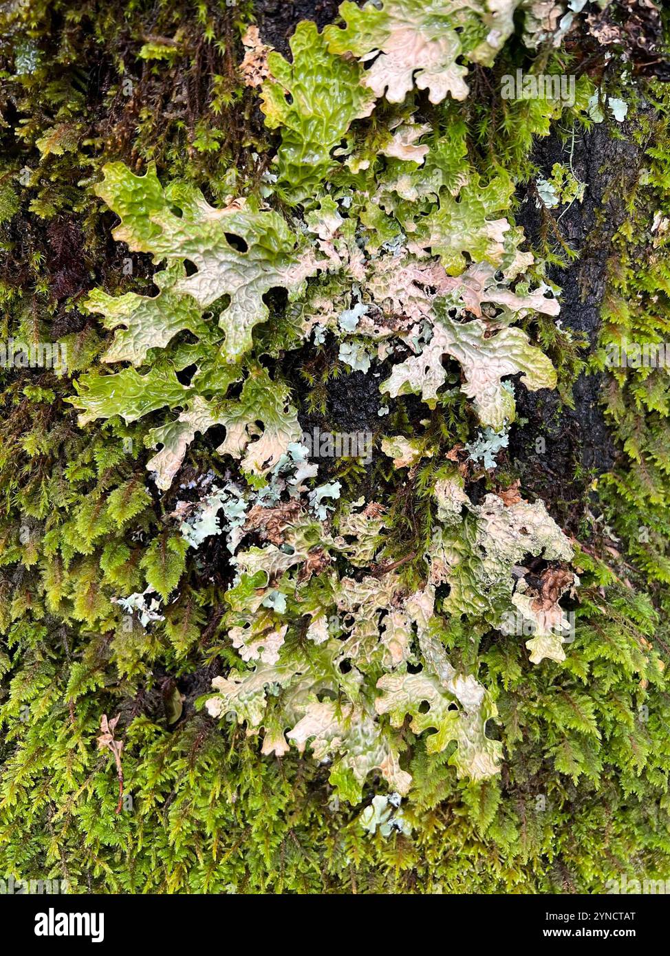 Tree Lungwort (Lobaria pulmonaria Stock Photo - Alamy