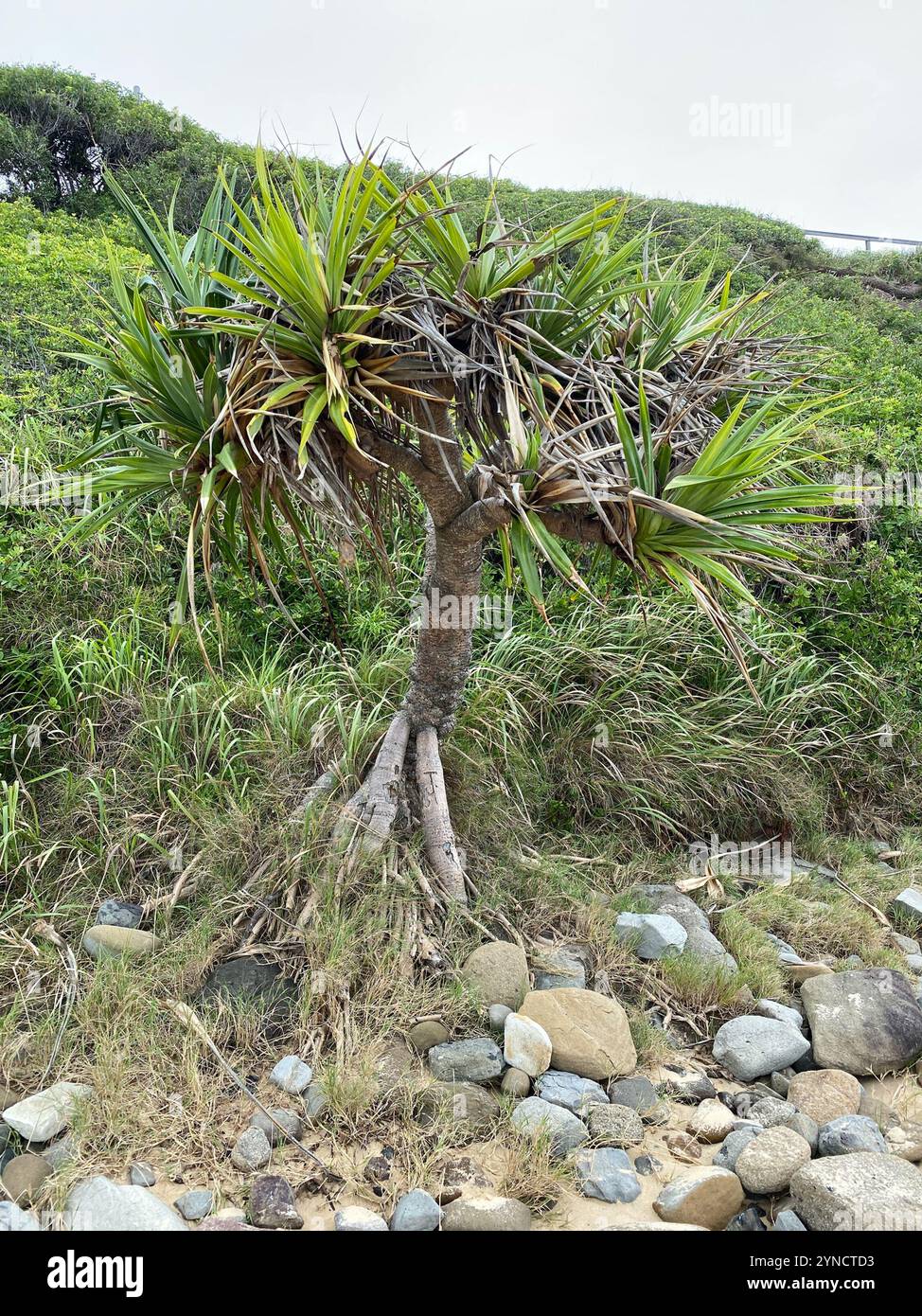 thatch screwpine (Pandanus tectorius Stock Photo - Alamy
