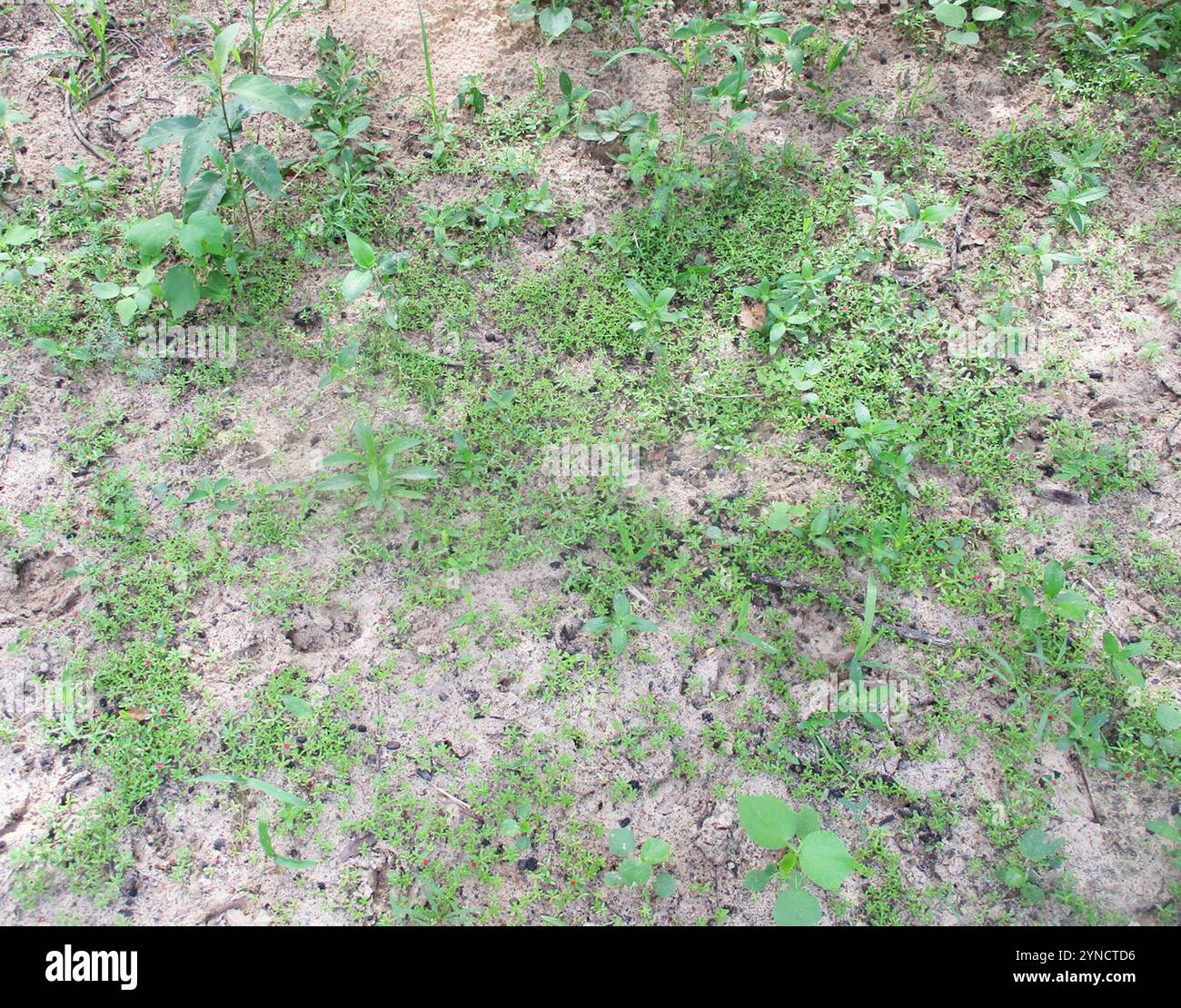 Paraguayan Purslane (Portulaca amilis Stock Photo - Alamy