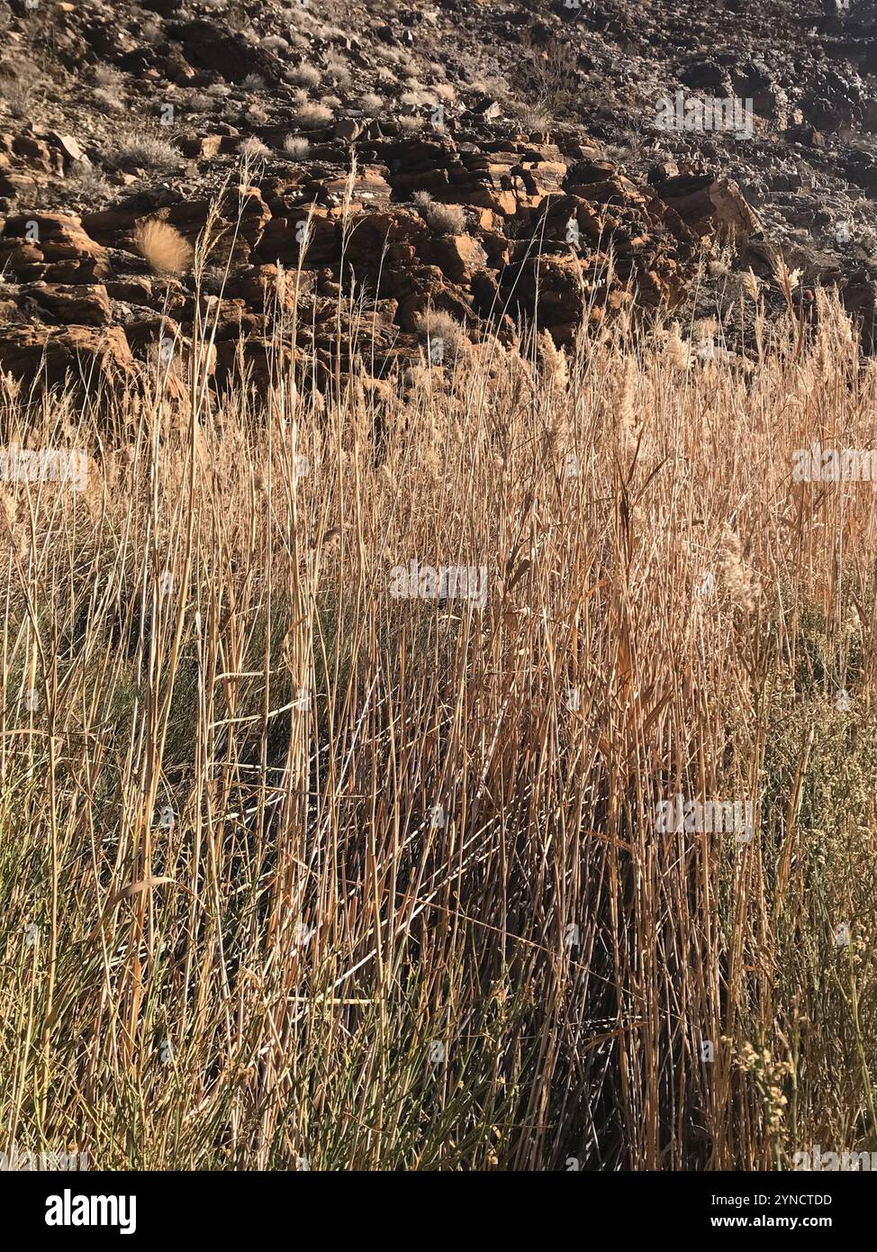common reed (Phragmites australis Stock Photo - Alamy