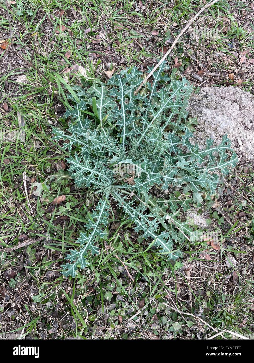 Mexican prickly poppy (Argemone mexicana Stock Photo - Alamy