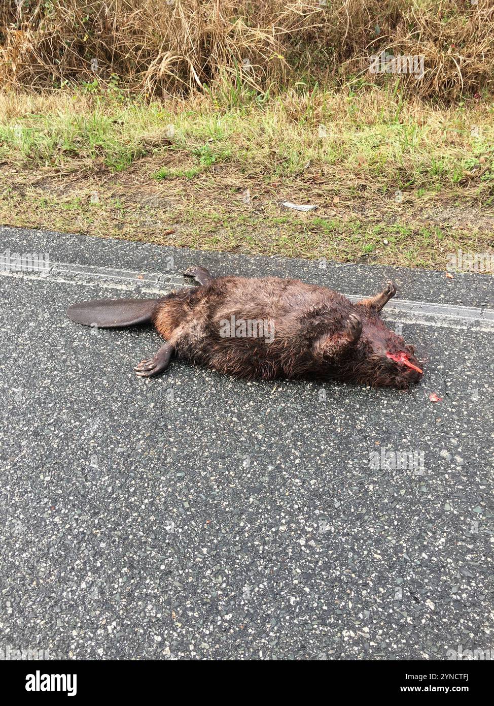 Carolina Beaver (Castor canadensis carolinensis Stock Photo - Alamy