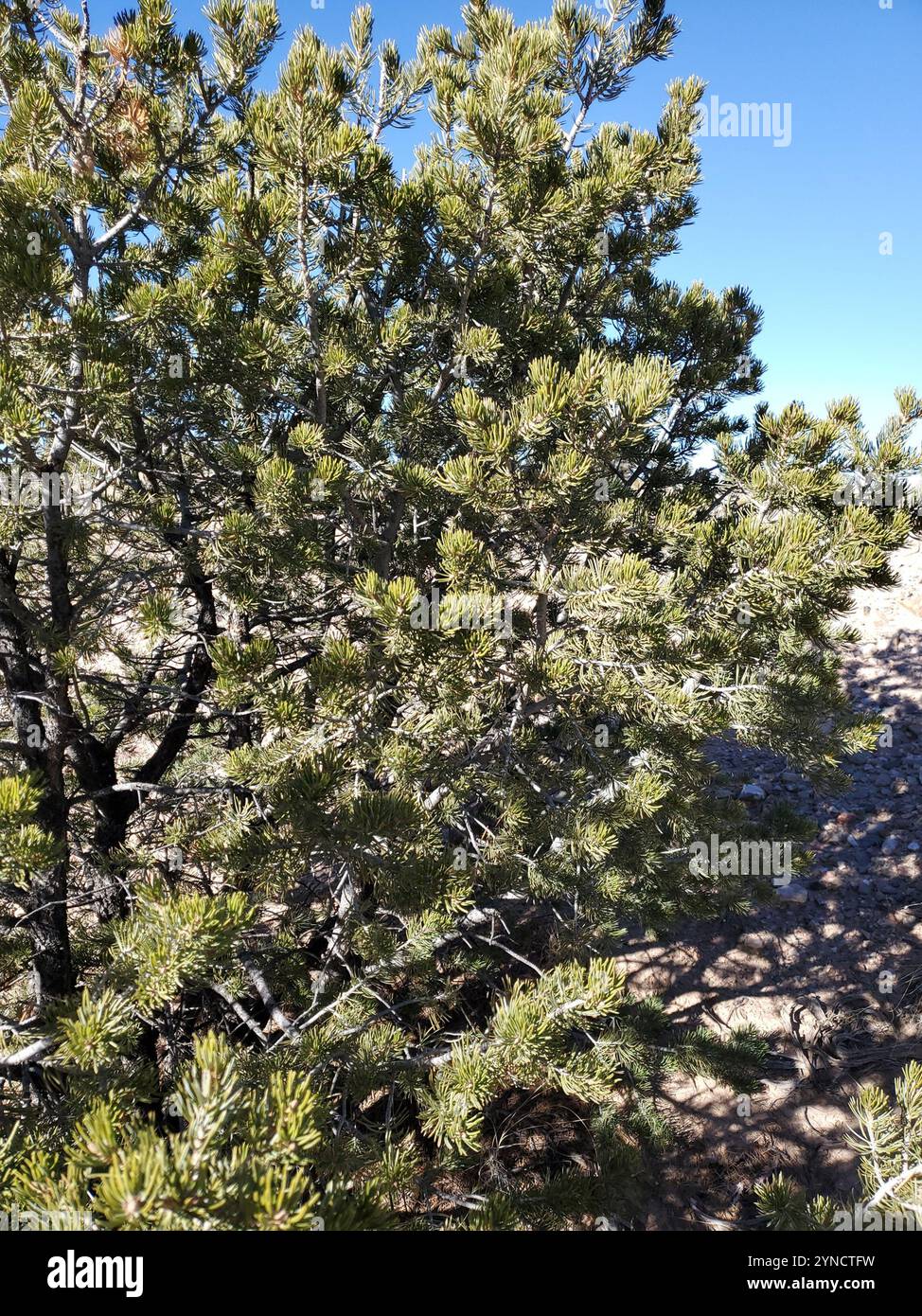 Colorado Pinyon (Pinus edulis Stock Photo - Alamy