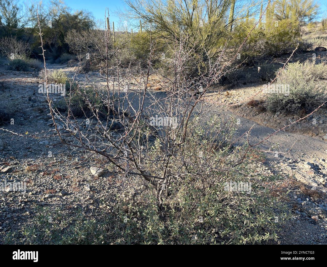 whitethorn acacia (Vachellia constricta Stock Photo - Alamy