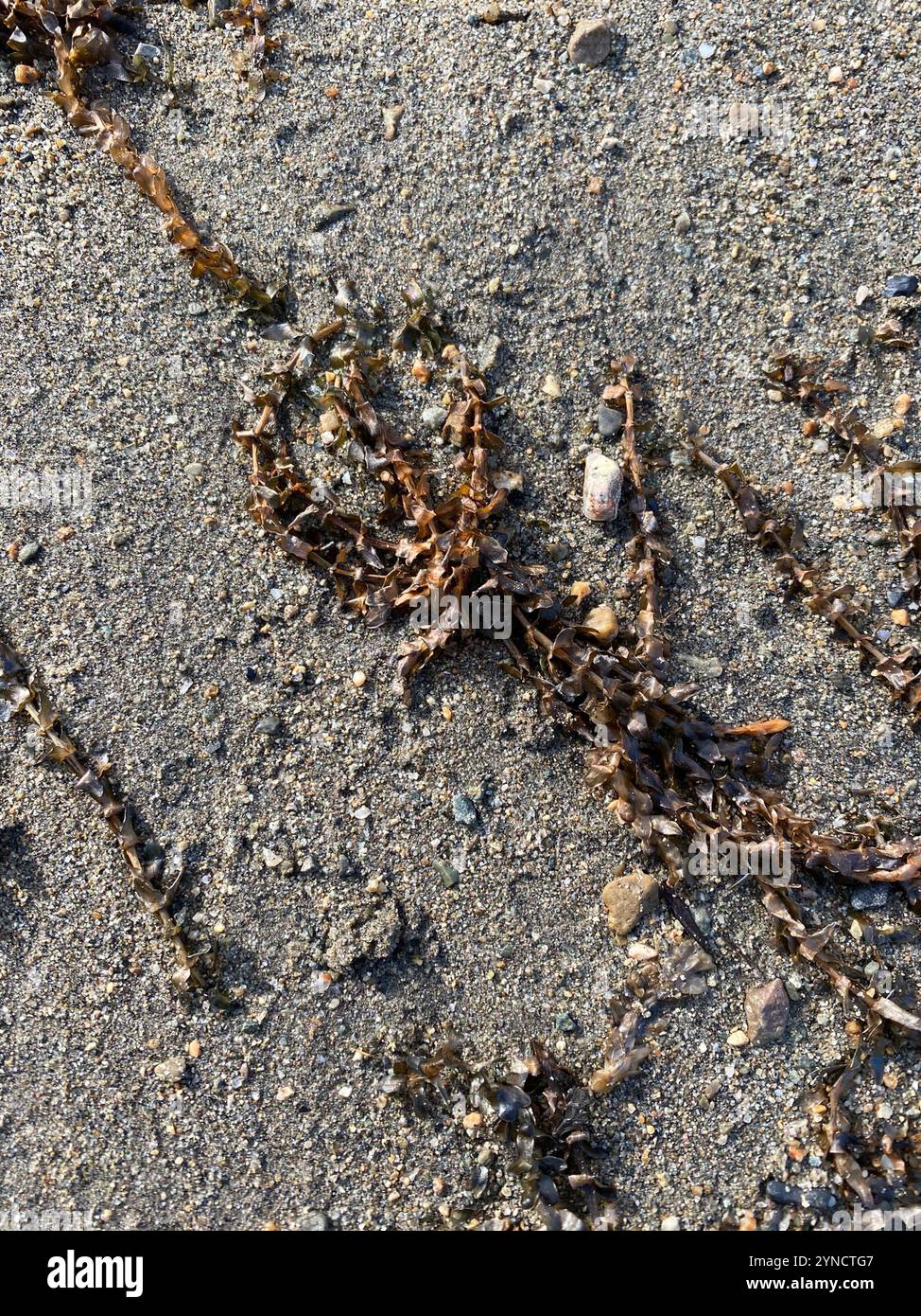 Canadian Waterweed (Elodea canadensis Stock Photo - Alamy