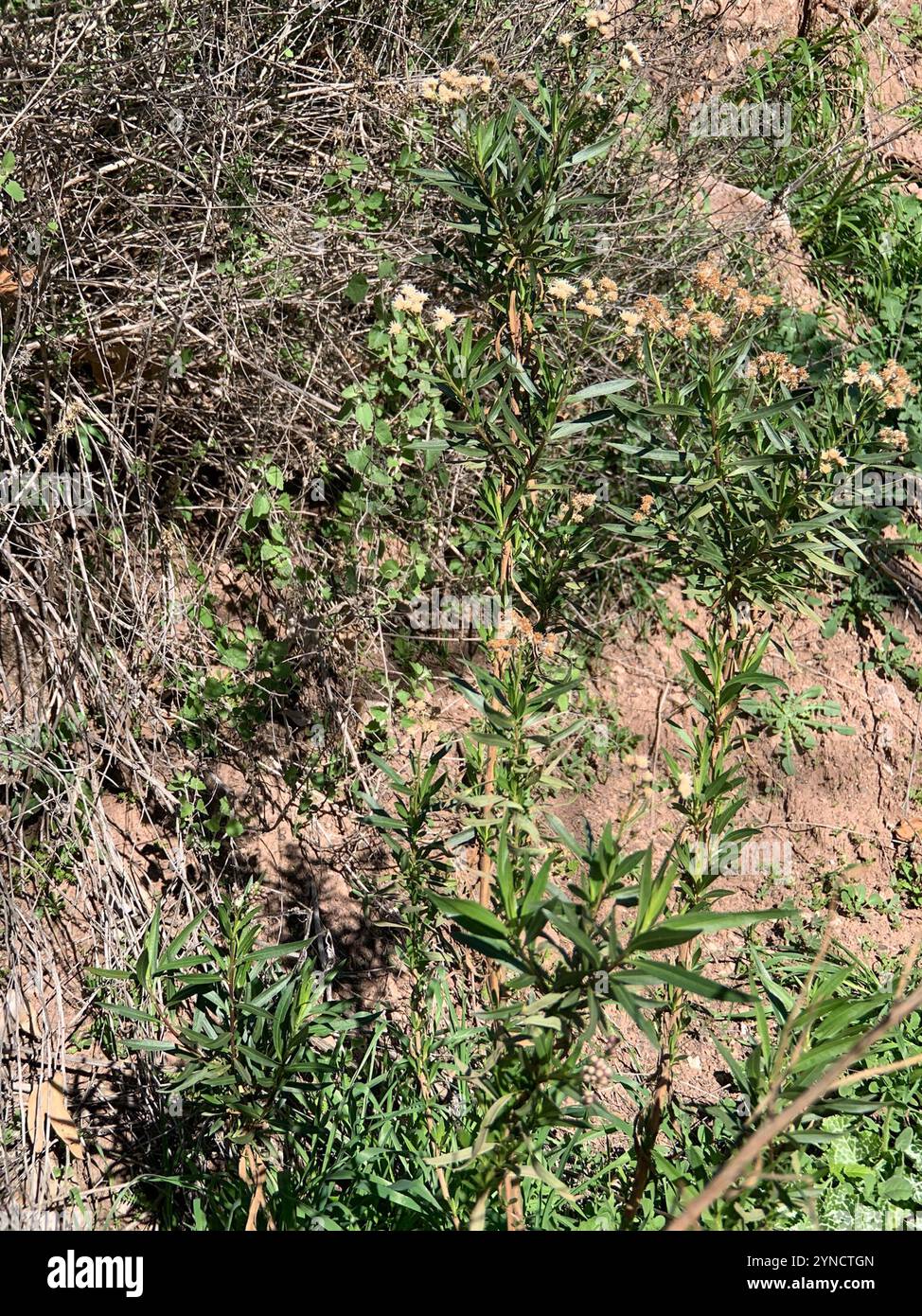 mule fat (Baccharis salicifolia Stock Photo - Alamy