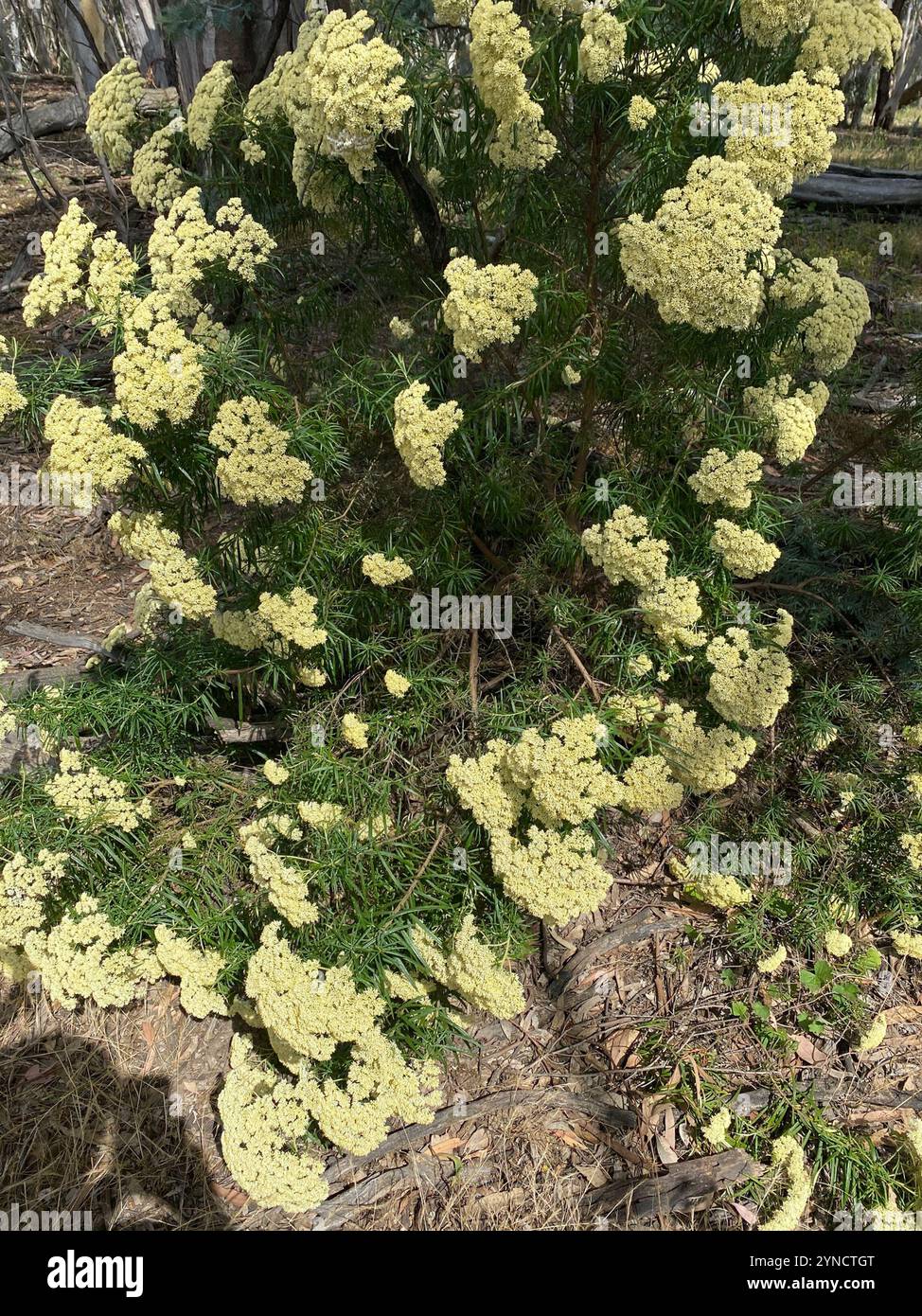 Shiny Cassinia (Cassinia longifolia Stock Photo - Alamy