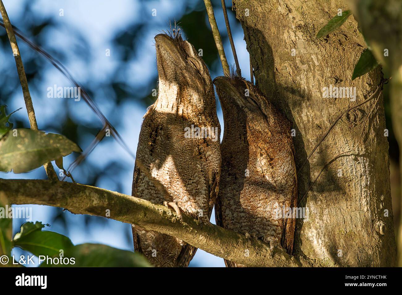 Papuan frogmouth podargus papuensis hi-res stock photography and images ...