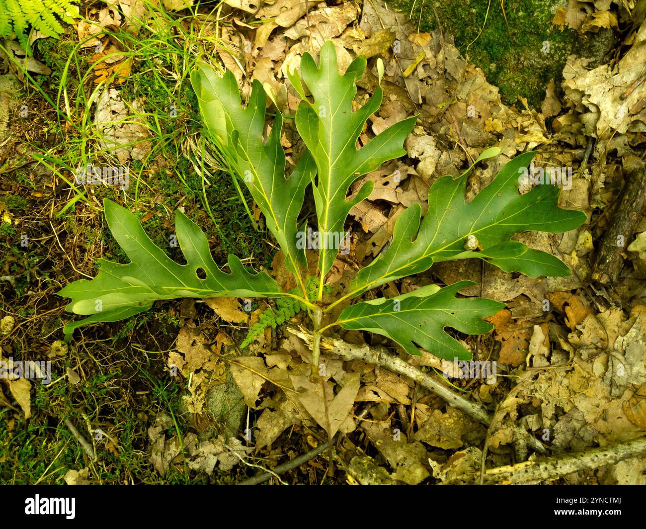 white oak (Quercus alba Stock Photo - Alamy