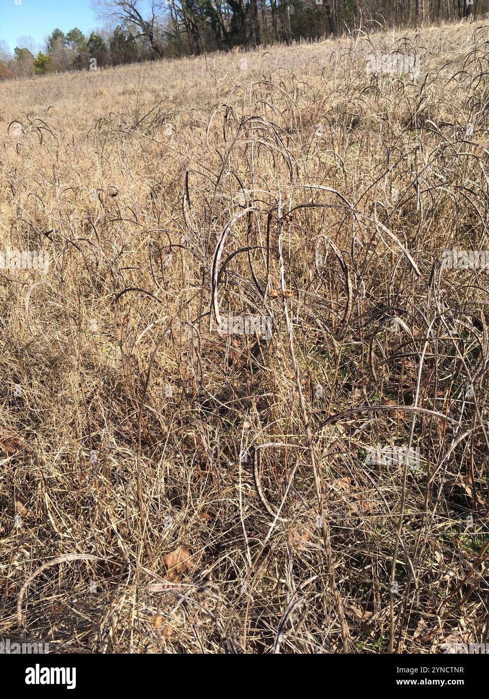 American Sicklepod (Senna obtusifolia Stock Photo - Alamy