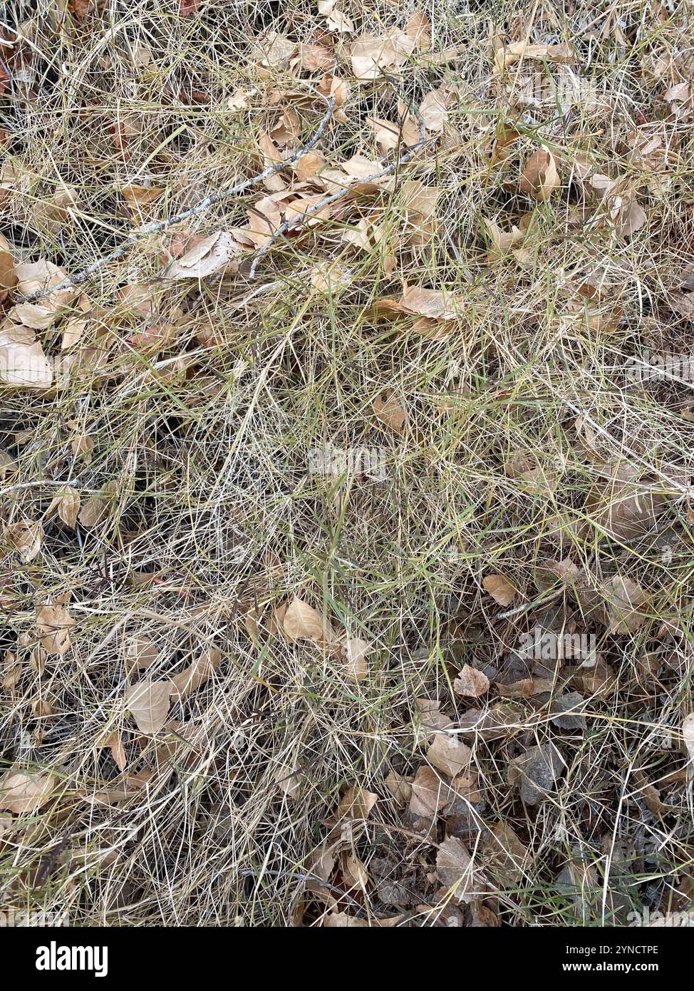 Bush Muhly (Muhlenbergia porteri Stock Photo - Alamy