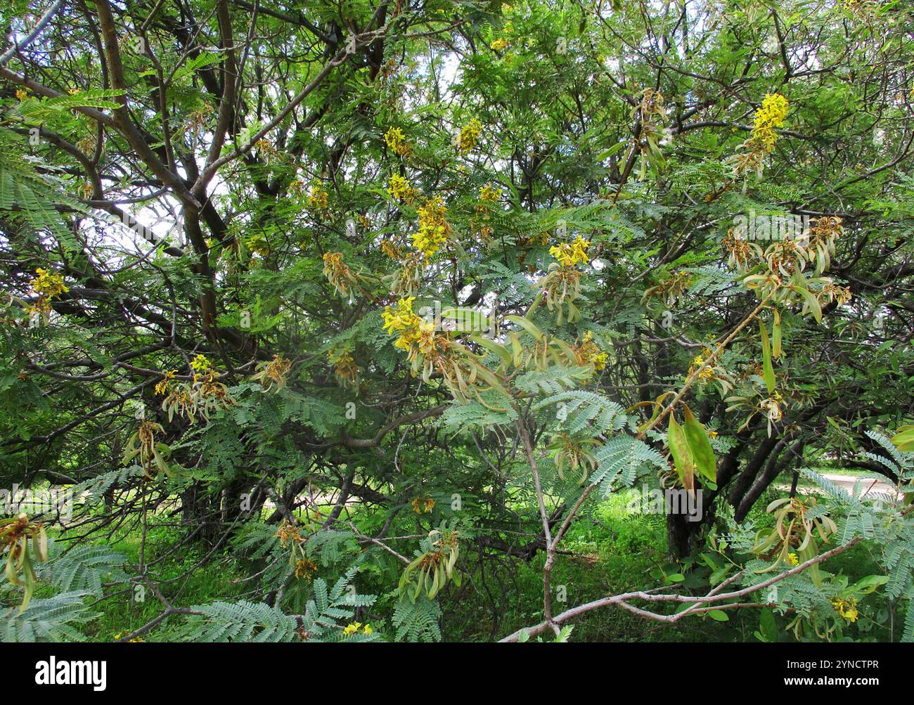 Weeping wattle (Peltophorum africanum Stock Photo - Alamy