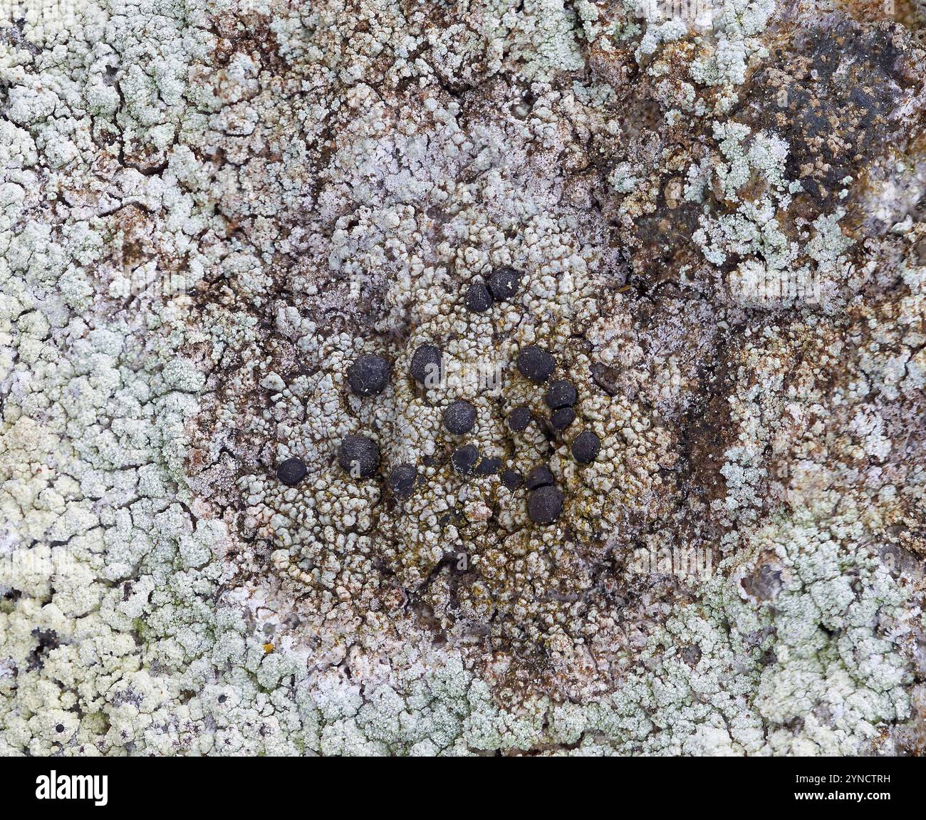 Obscure Map Lichen (Rhizocarpon obscuratum Stock Photo - Alamy