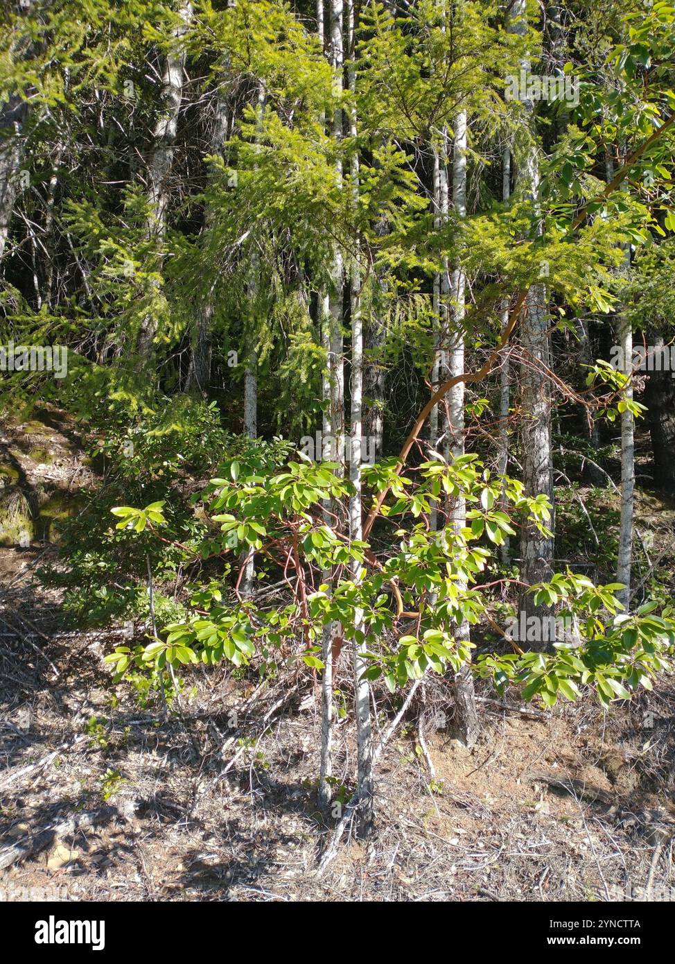 Pacific madrone (Arbutus menziesii Stock Photo - Alamy