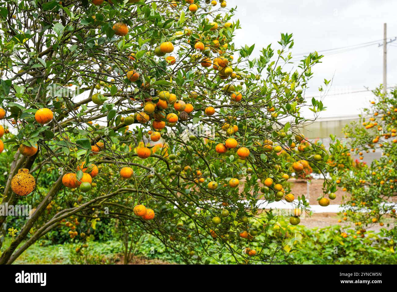 Oranges on the Tree ready for Harvests. Navel orange, Citrus sinensis ...